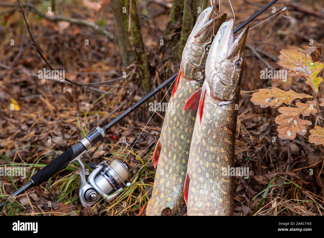 Rod stringer hi-res stock photography and images - Alamy
