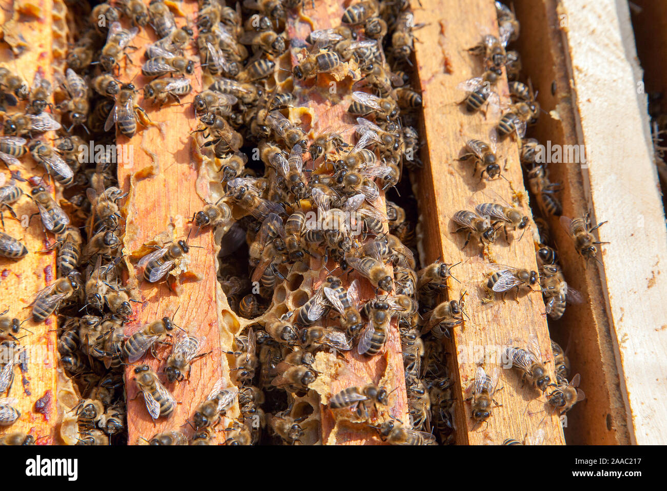 Frames of a beehive. Close up view of the opened hive body showing the ...