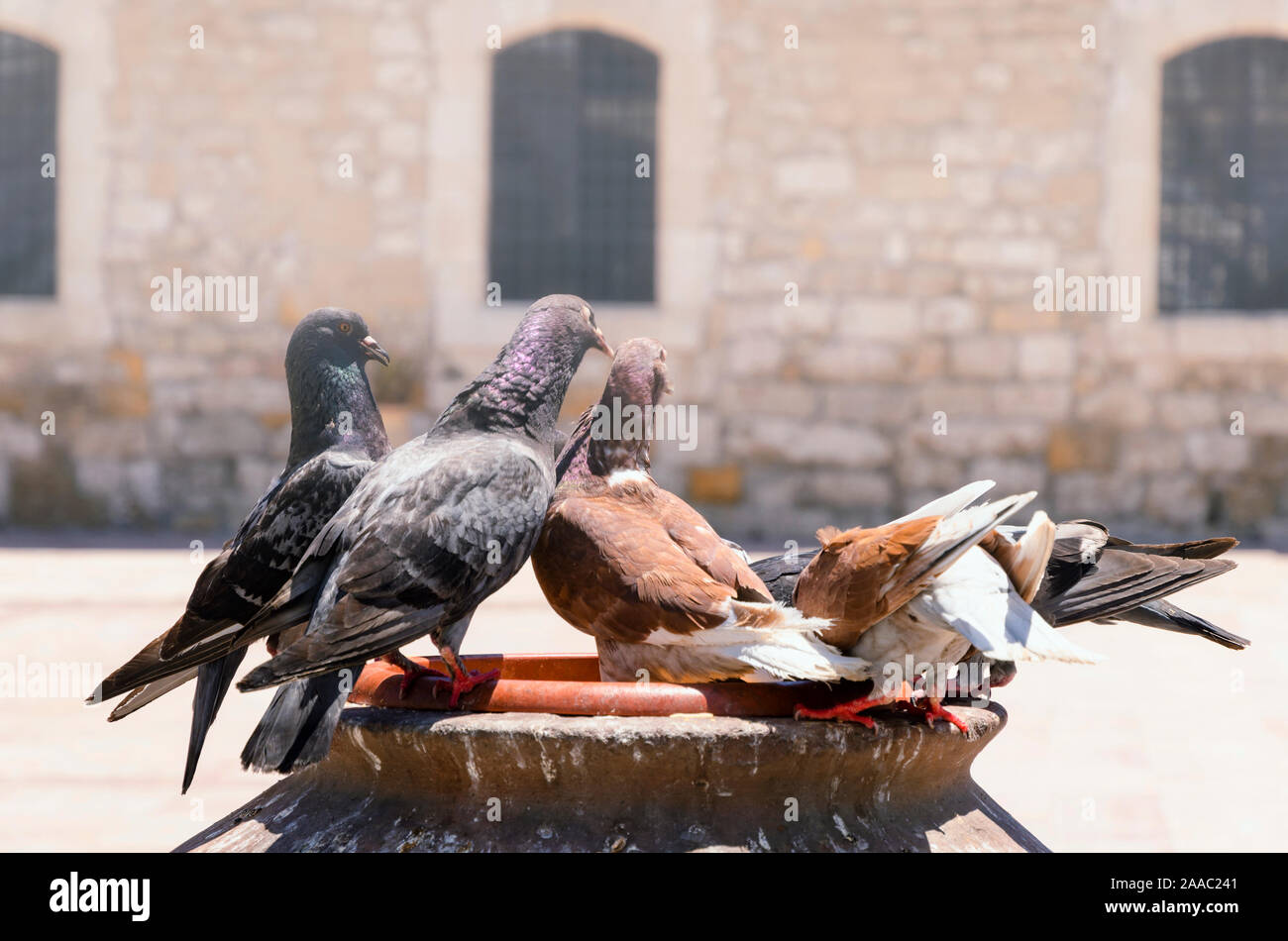 Pigeons standing near the old church stone wall, old town of Larnaca ...
