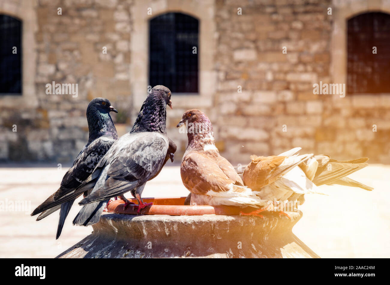 Pigeons standing near the old church stone wall, old town of Larnaca ...