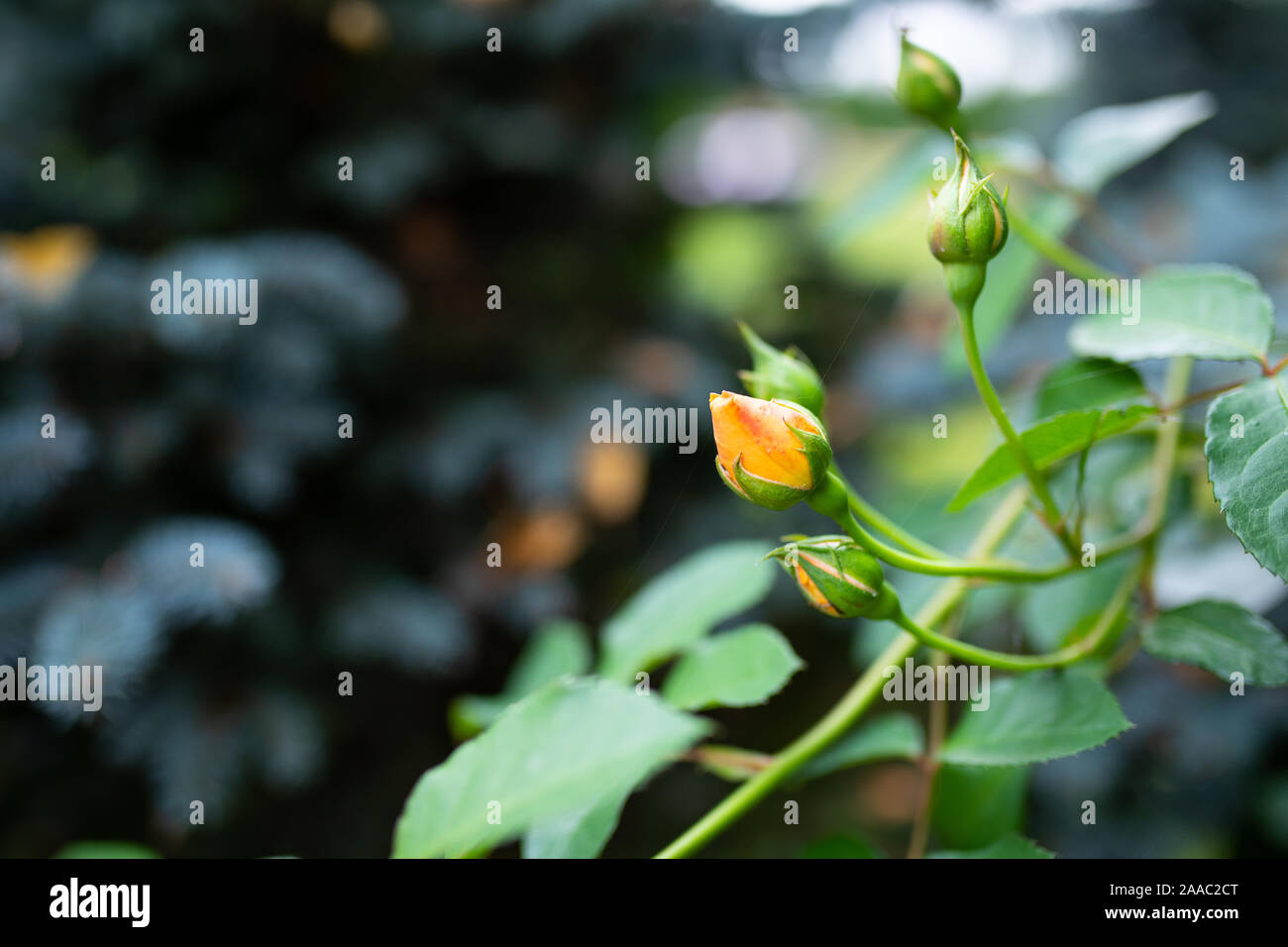 Rose new growth leaf hi-res stock photography and images - Alamy