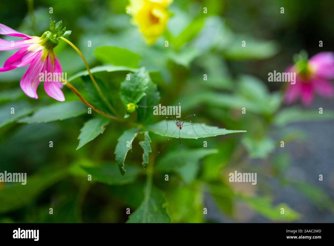 Spider haymaker on the leaves of a flower, an insect with very long ...