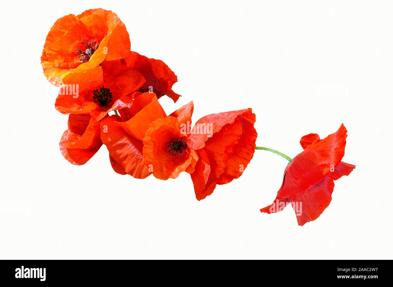 Poppies isolated hi-res stock photography and images - Alamy