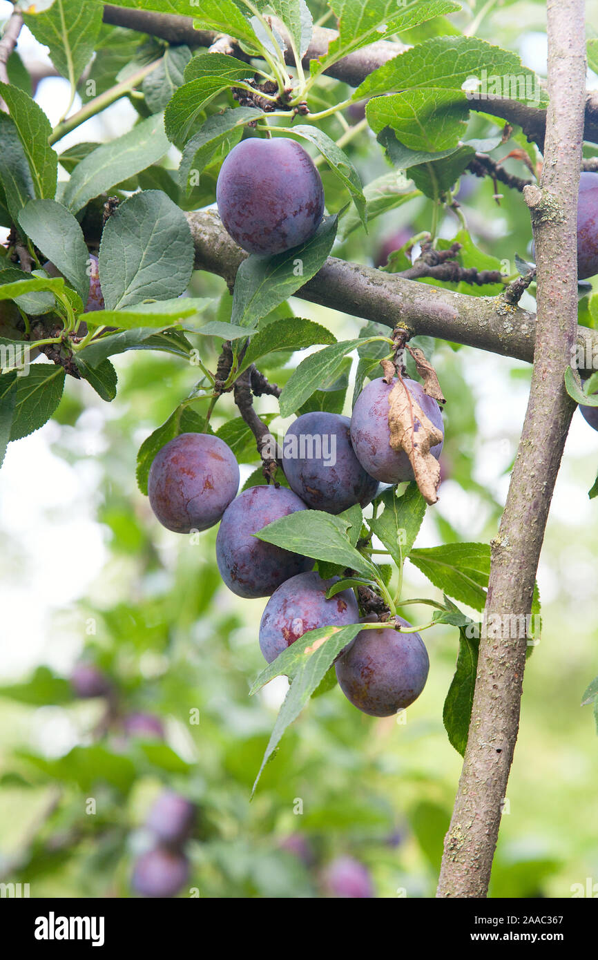 Ripe plums hanging from a tree branch ready to be harvested. Ripe plums ...
