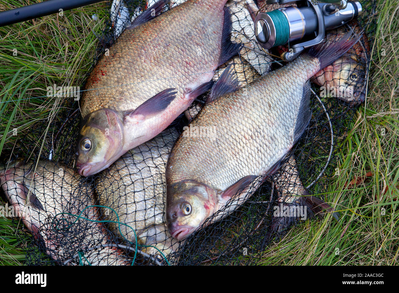 Good catch. Close up view of just taken from the water freshwater ...