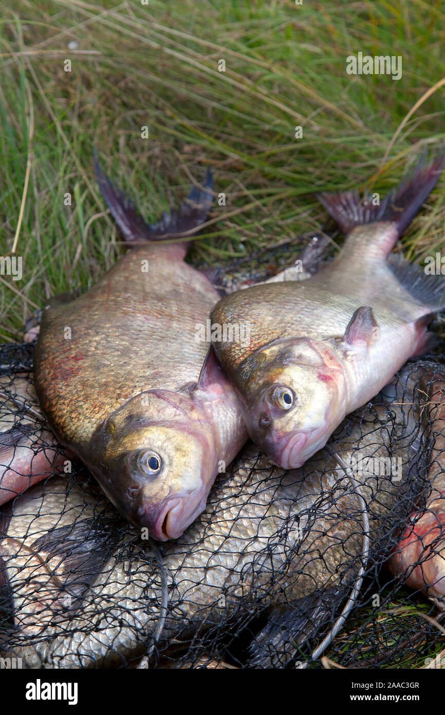 Good catch. Close up view of just taken from the water big freshwater ...