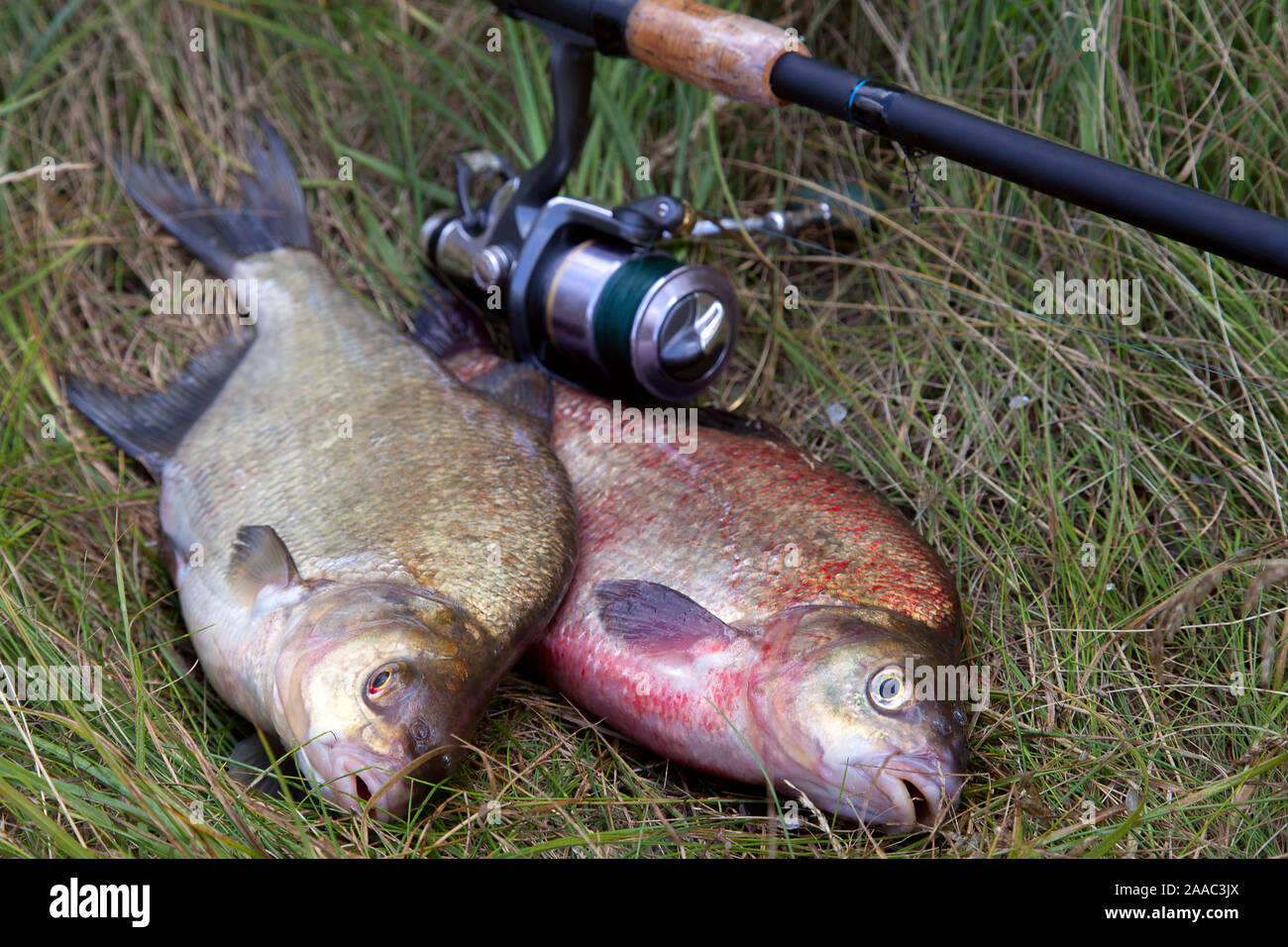 Good catch. Just taken from the water big freshwater common bream known ...
