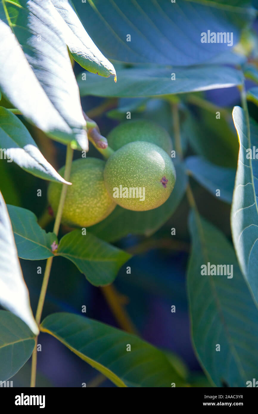 Fresh walnuts hanging on a tree in the blue background. Green walnut ...