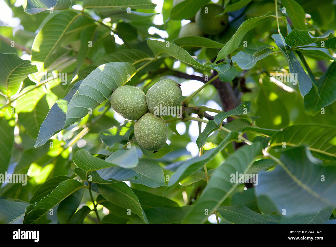 Fresh walnuts hanging on a tree in the blue background. Green walnut ...