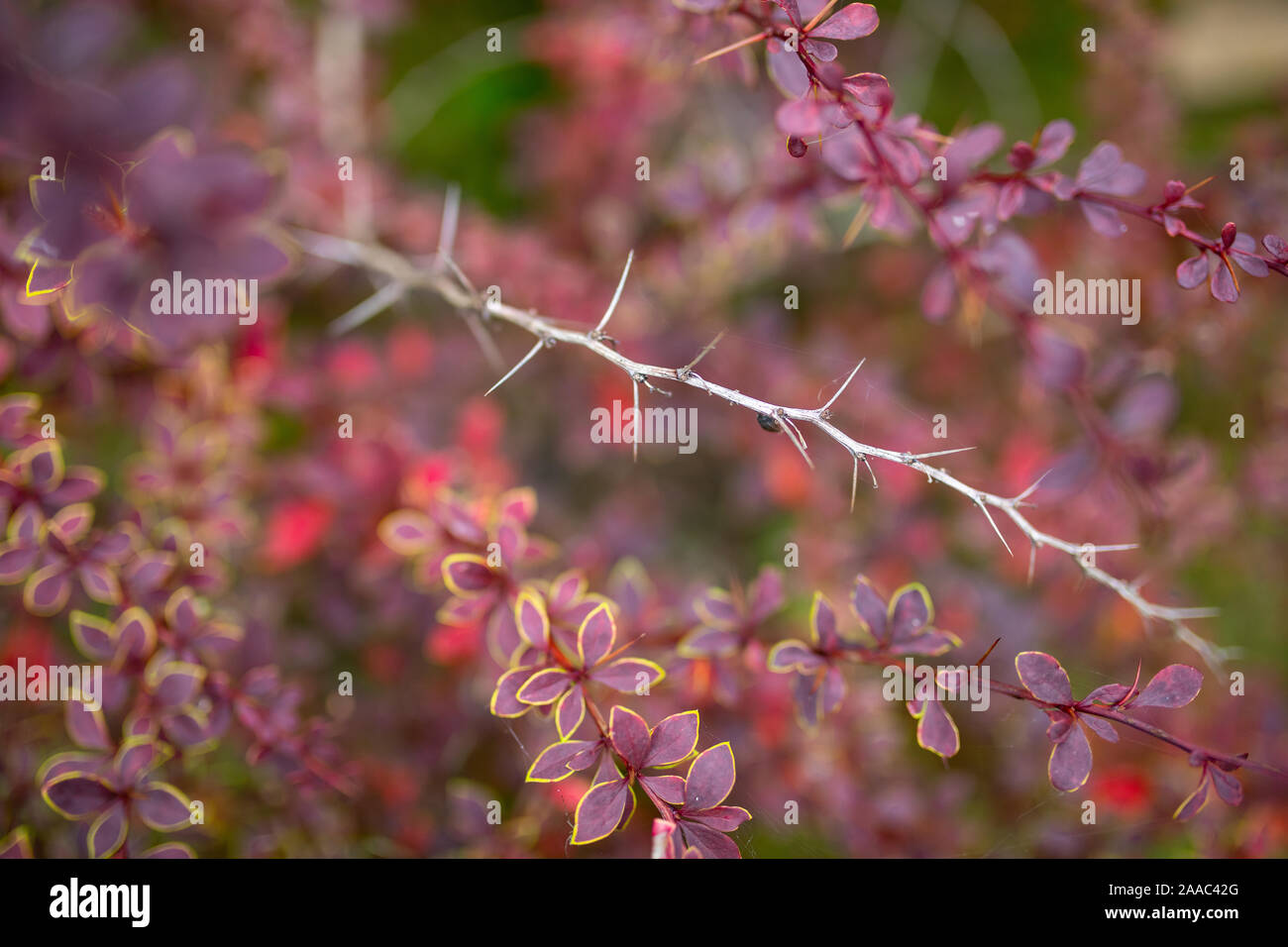 Dark maroon leaves Berberis thunbergii Coronita, ornamental plant in ...