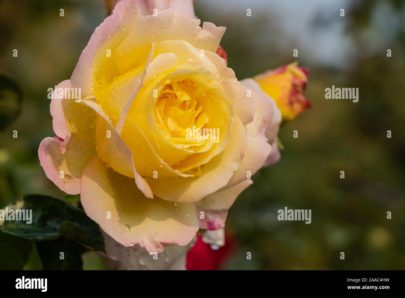 Close look over rose flower bush with rain drops Stock Photo - Alamy