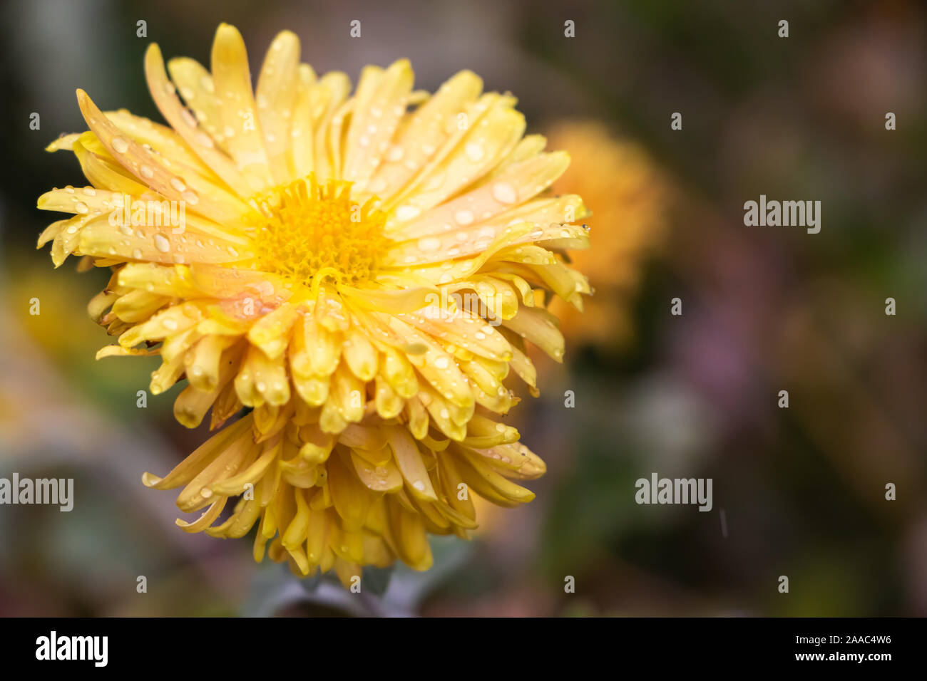 Yellow flower after rain hi-res stock photography and images - Alamy