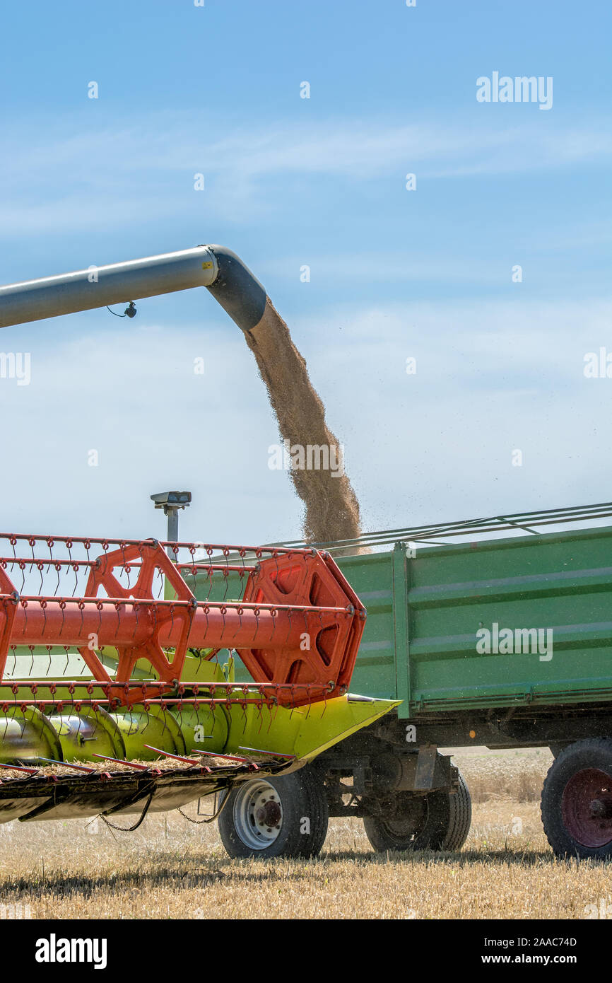 Harvest is loaded into a trailer on the field by the combine harvester ...