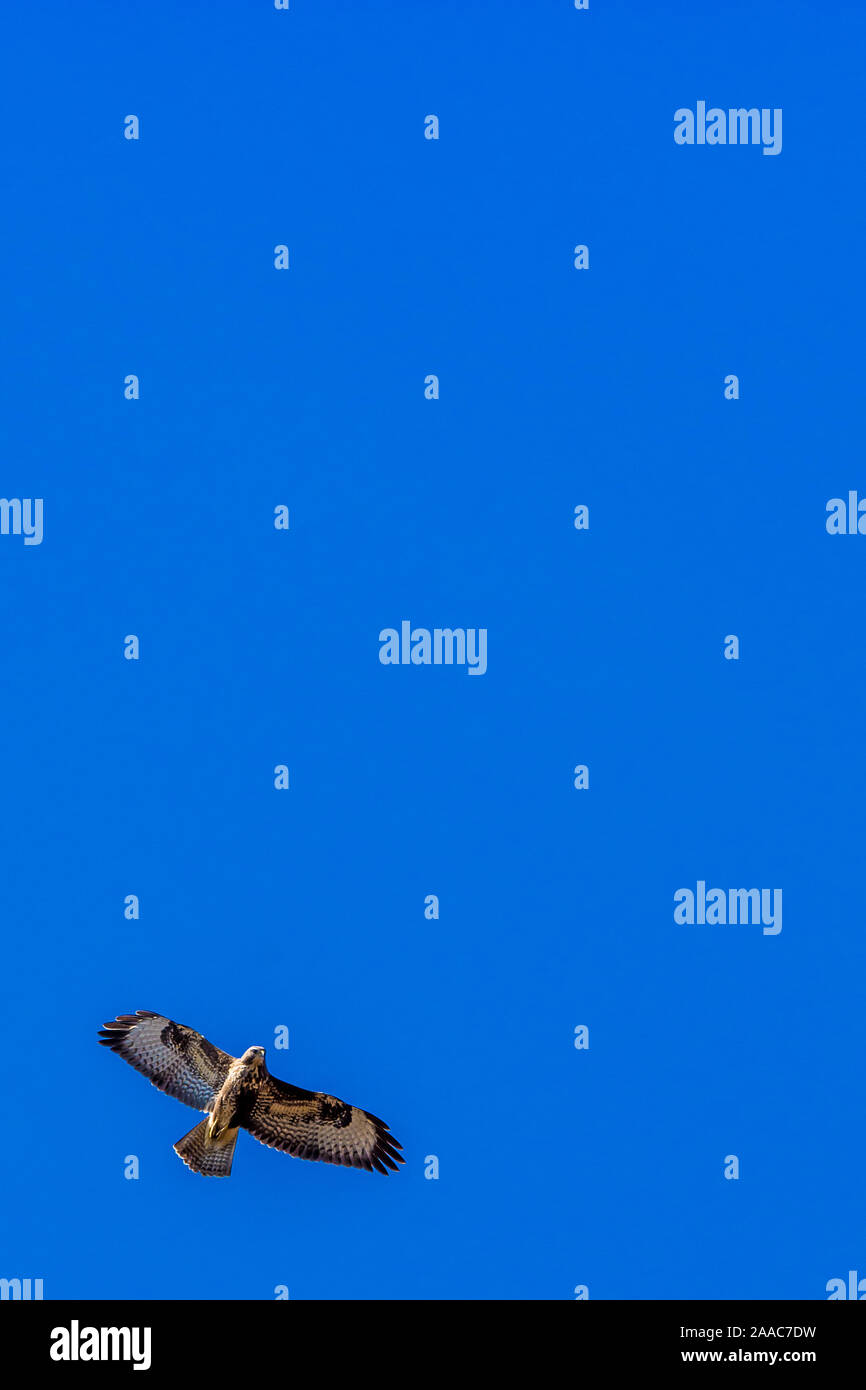 Buzzard is flying through blue sky Stock Photo - Alamy