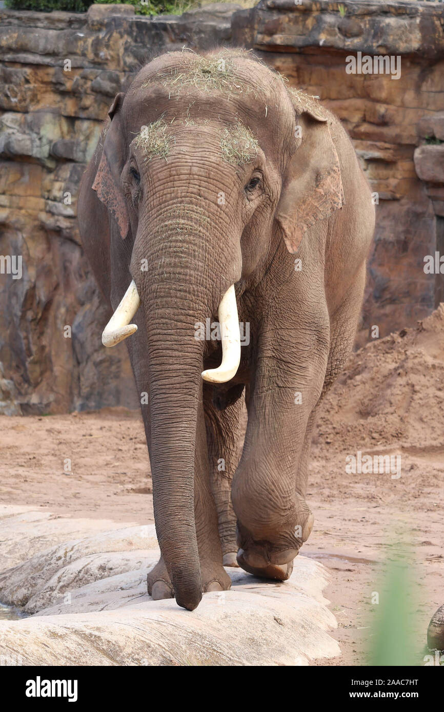 Bo the elephant hi-res stock photography and images - Alamy