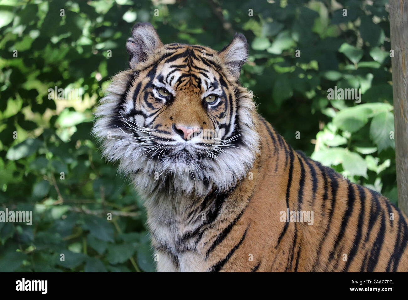 Female Sumatran Tiger, Daseep (Panthera tigris sumatrae Stock Photo - Alamy