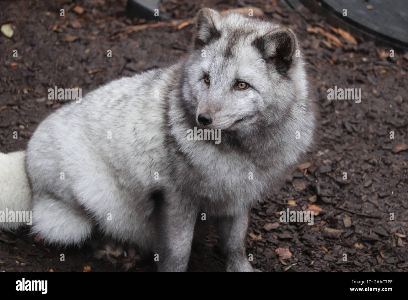 Male Arctic Fox (Vulpes lagopus Stock Photo - Alamy