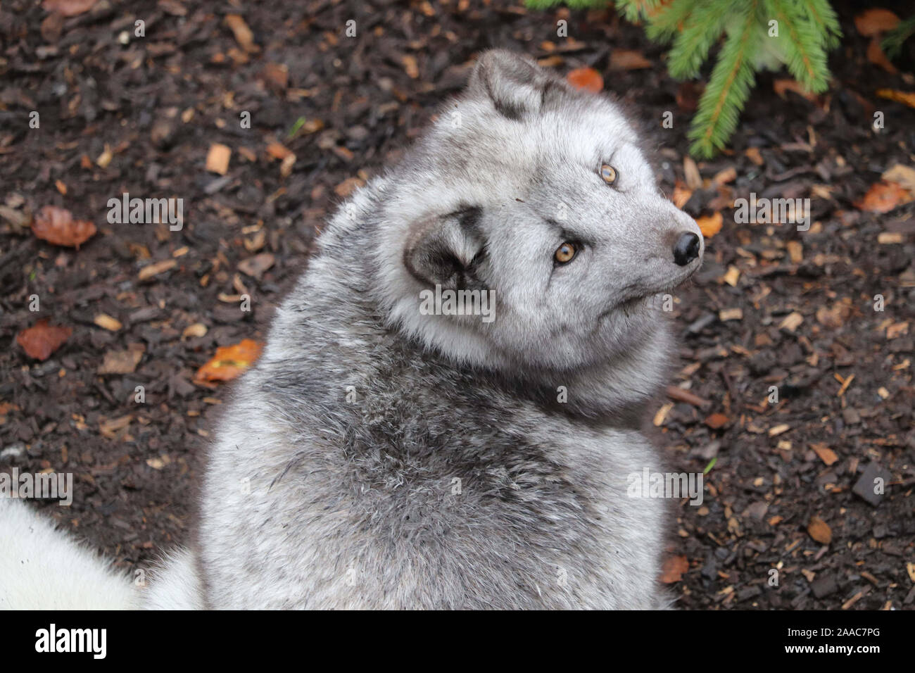 Beautiful male fox in hi-res stock photography and images - Alamy