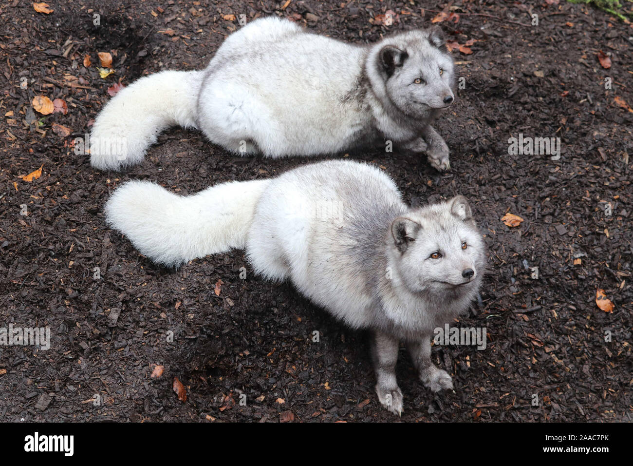 Beautiful male fox in hi-res stock photography and images - Alamy