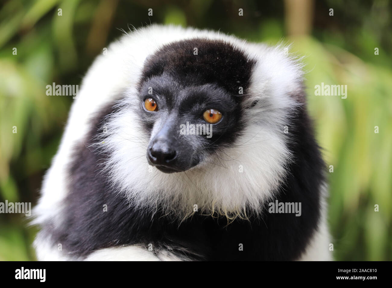Black And White Ruffed Lemur