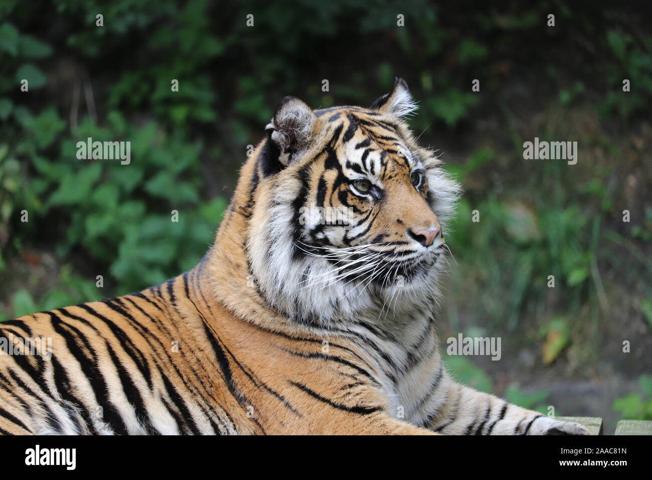 Female Sumatran Tiger, Daseep (Panthera tigris sumatrae Stock Photo - Alamy
