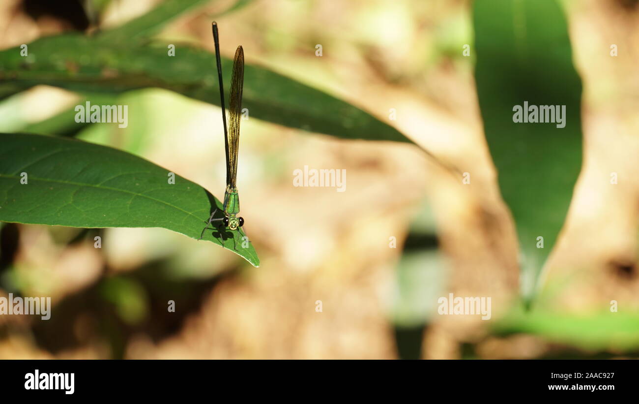 Indian dragonfly hi-res stock photography and images - Alamy