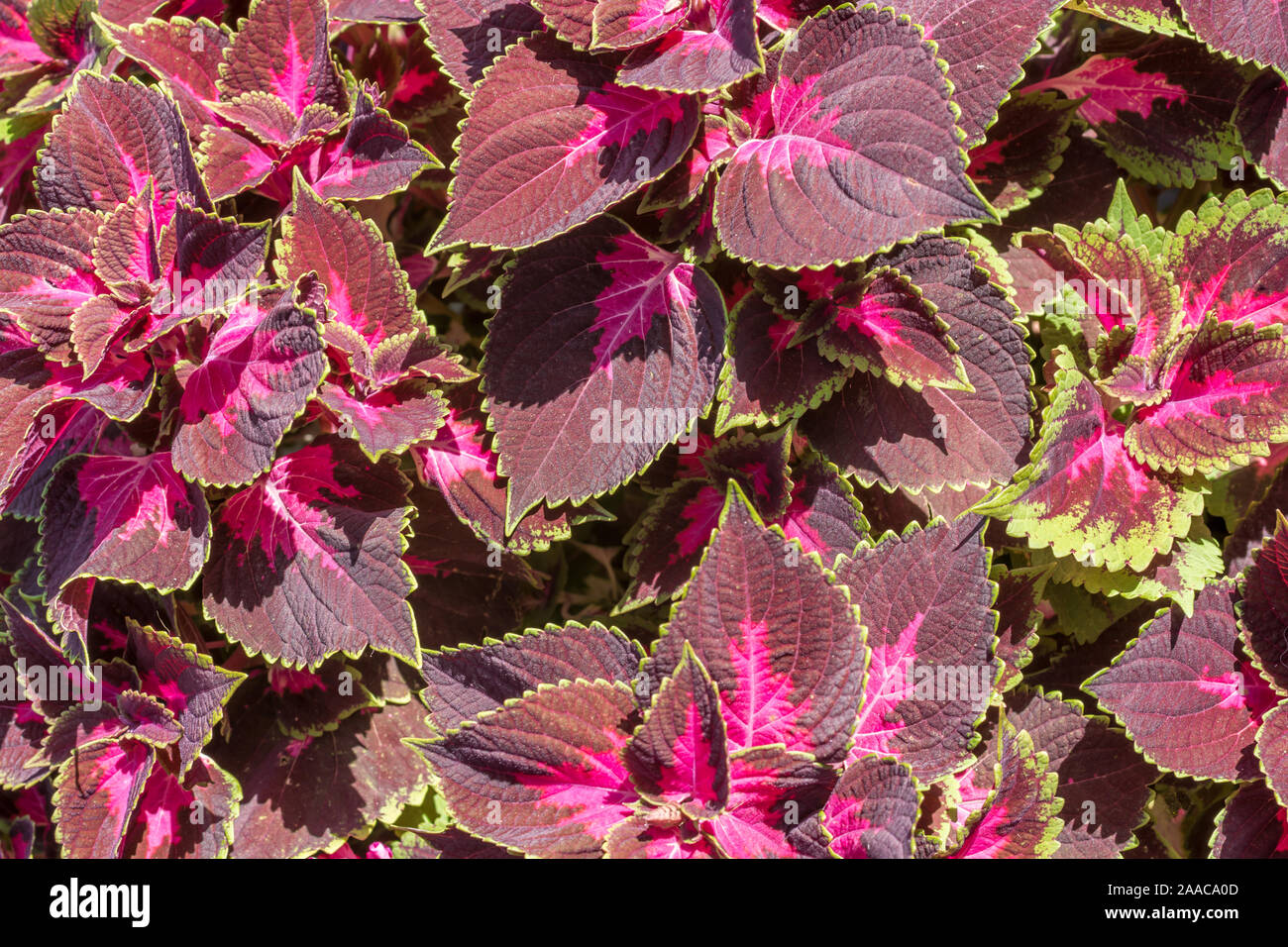 Purple colored stinging nettle Stock Photo - Alamy