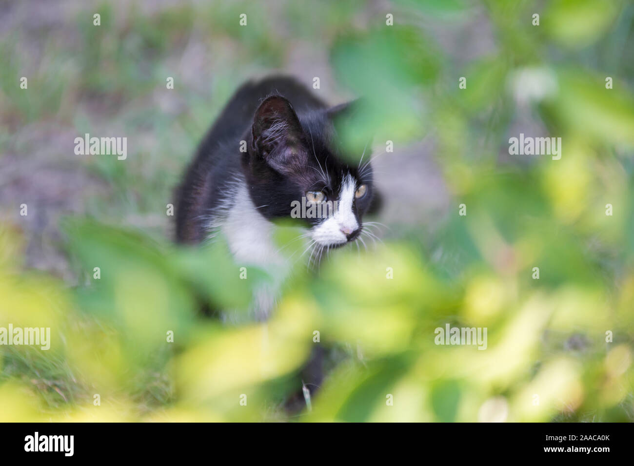 Cat is roaming through the bushes Stock Photo - Alamy