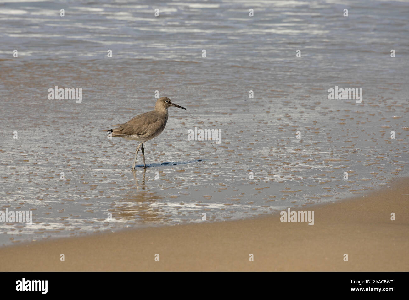 Adult male Sandpiper on the beach feeding, Santa Monica, California ...