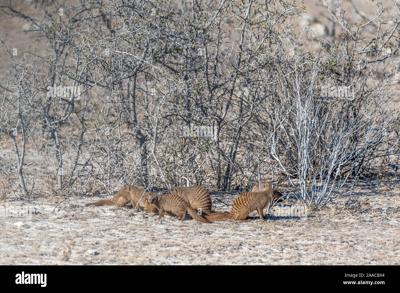 A group of Banded Mongoose -Mungos mungo- Hinding behind the bushes of ...