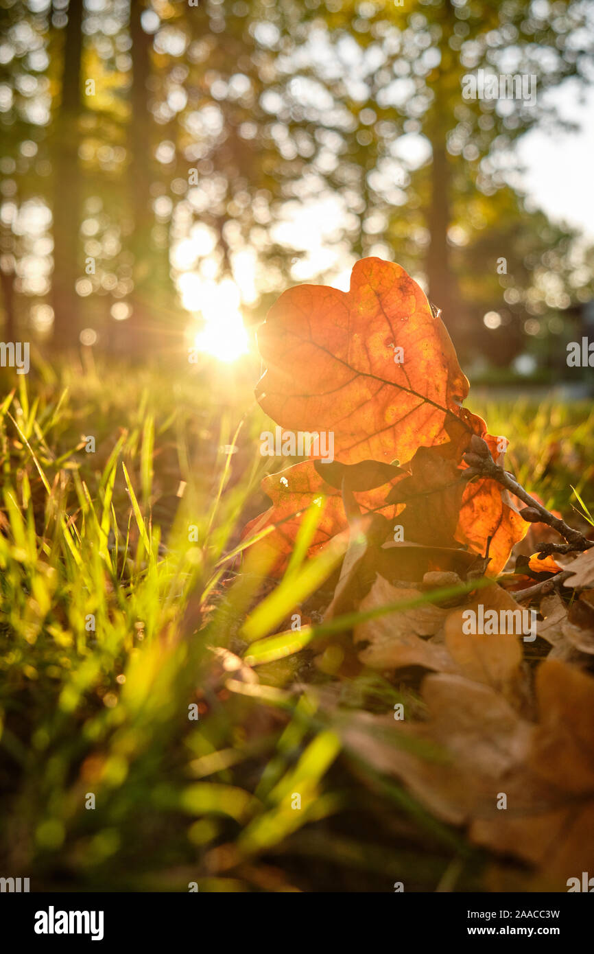 Leaves trees illuminated sunset hi-res stock photography and images - Alamy