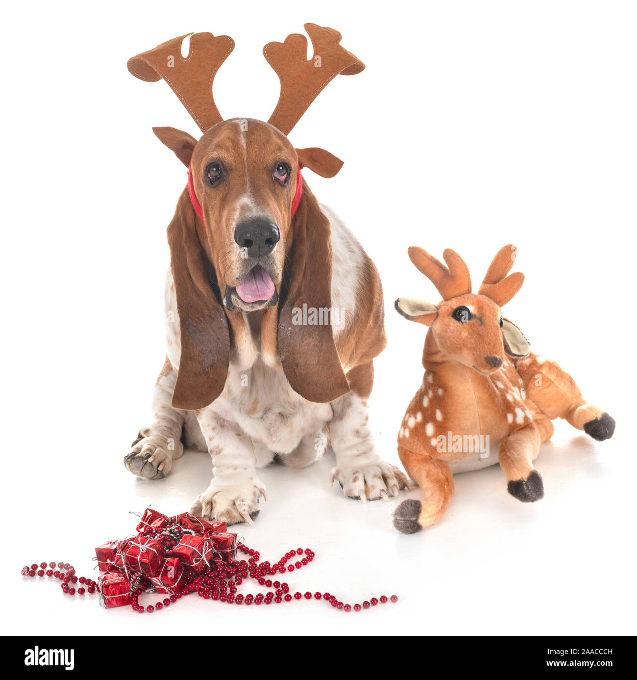 basset hound in front of white background Stock Photo - Alamy