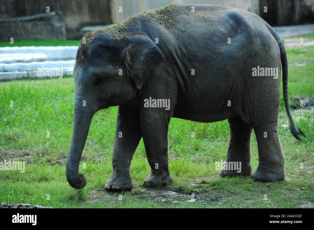 travel in India Stock Photo - Alamy