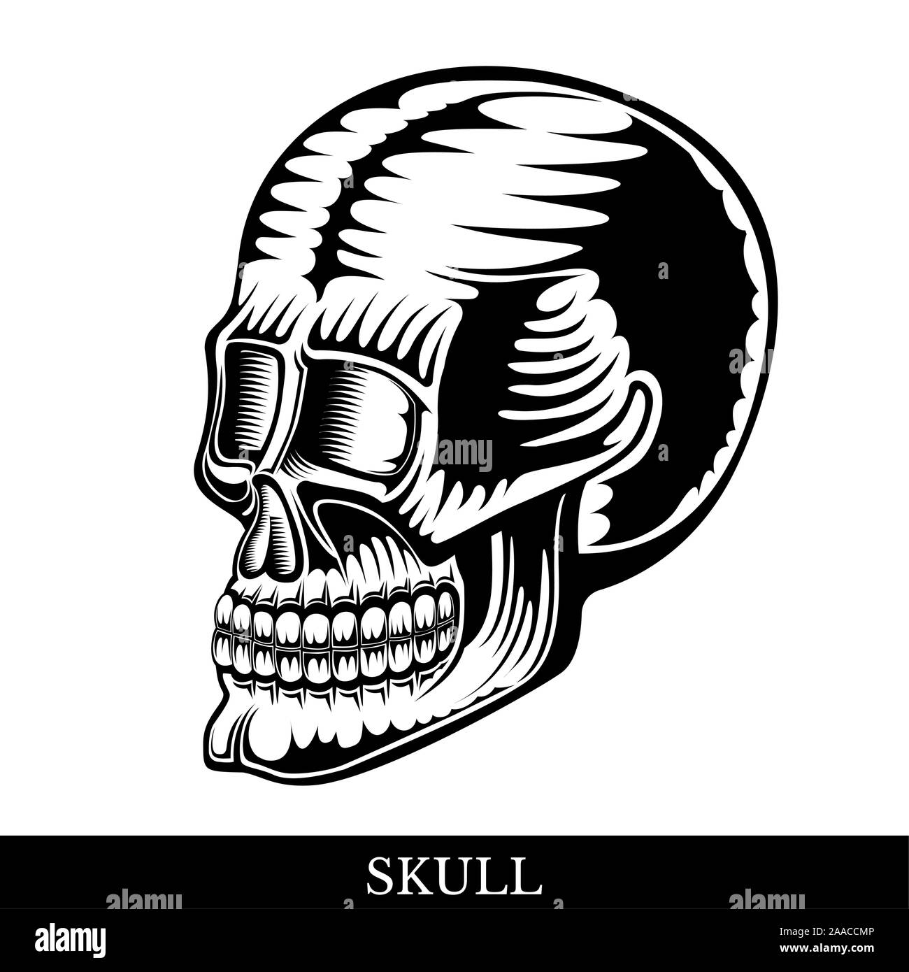 Skull front view on Stock Vector Images - Alamy