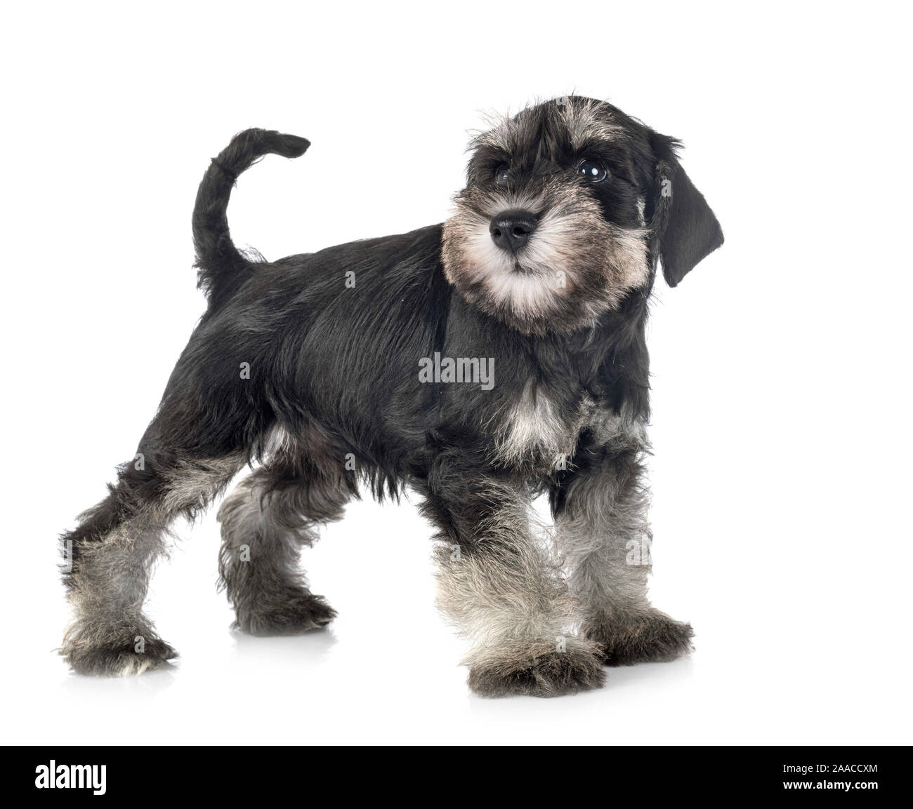 puppy miniature schnauzer in front of white background Stock Photo - Alamy