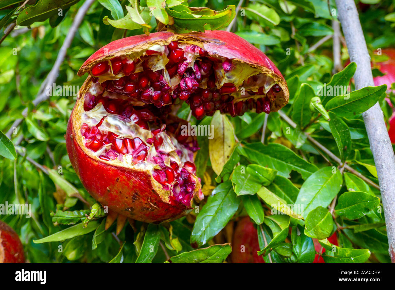 Ruby fruit hi-res stock photography and images - Alamy