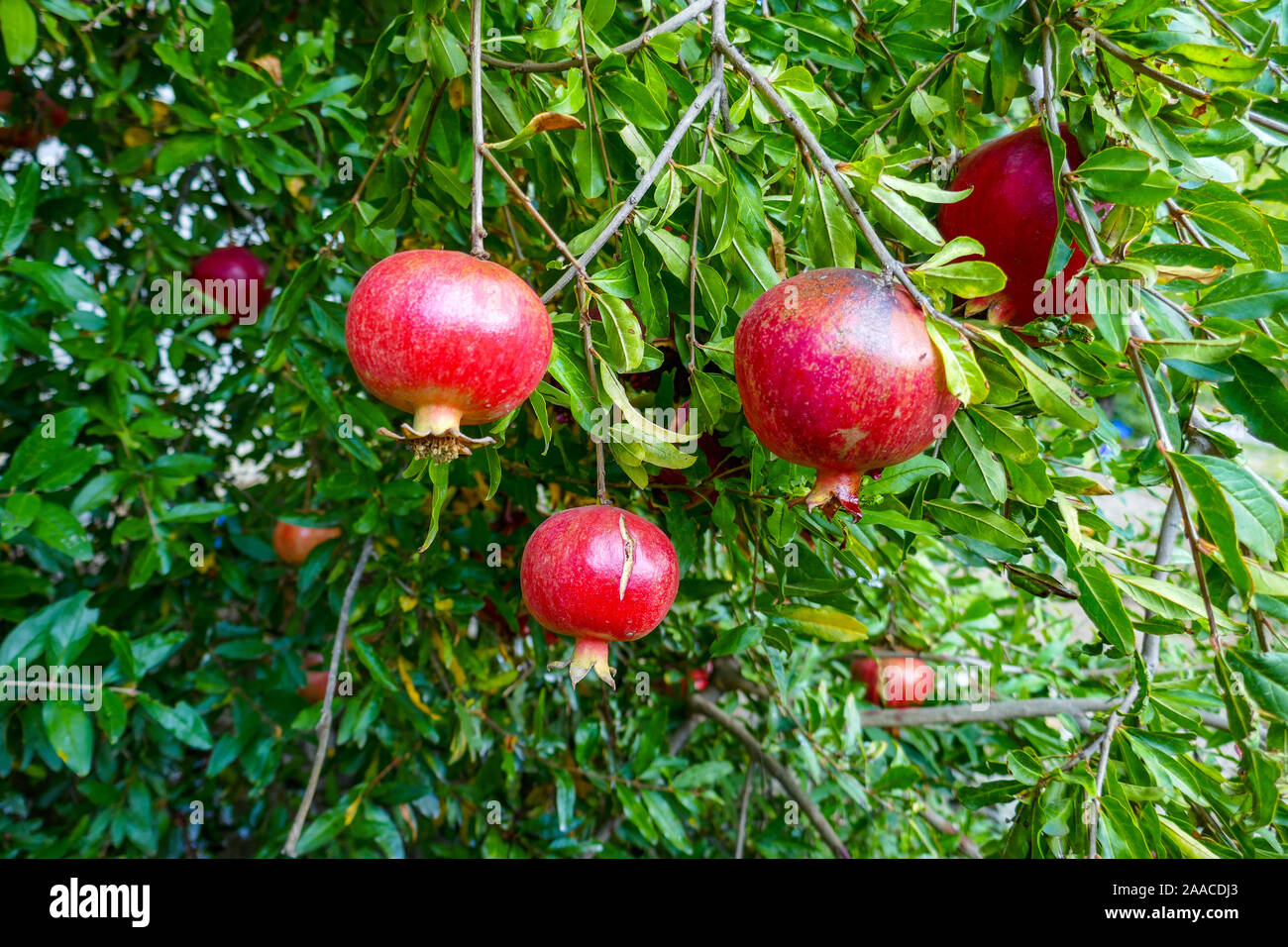 Fresh fruit, Pomegranate, Antalya, Turkey, Turkish, Mediterranean ...