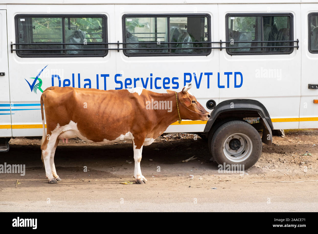 Cow standing next to a white bus in Trichy, Tamil Nadu, India Stock ...