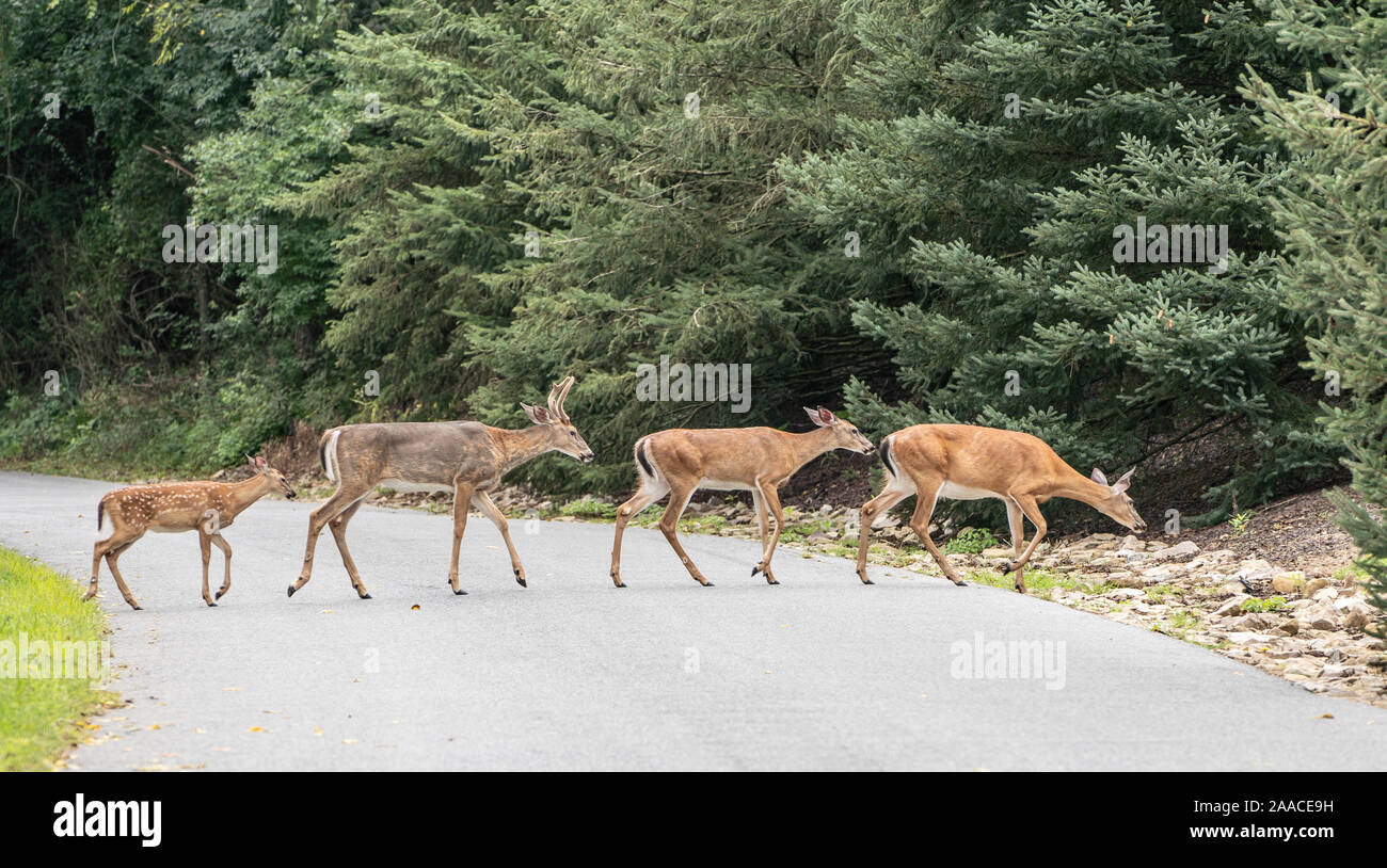 Deer crossing the road hi-res stock photography and images - Alamy