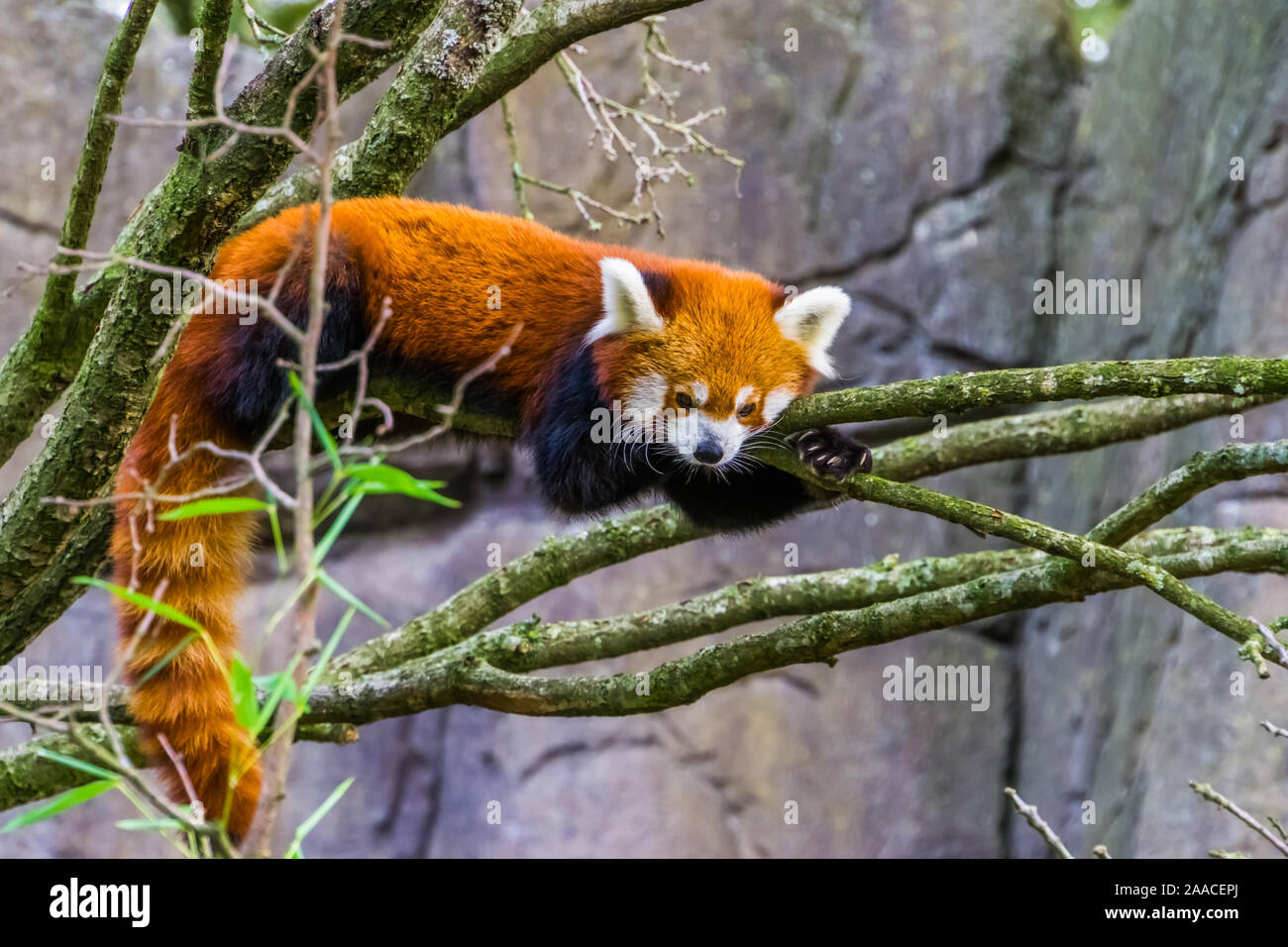 closeup portrait of a red panda laying on a tree branch, Adorable small ...
