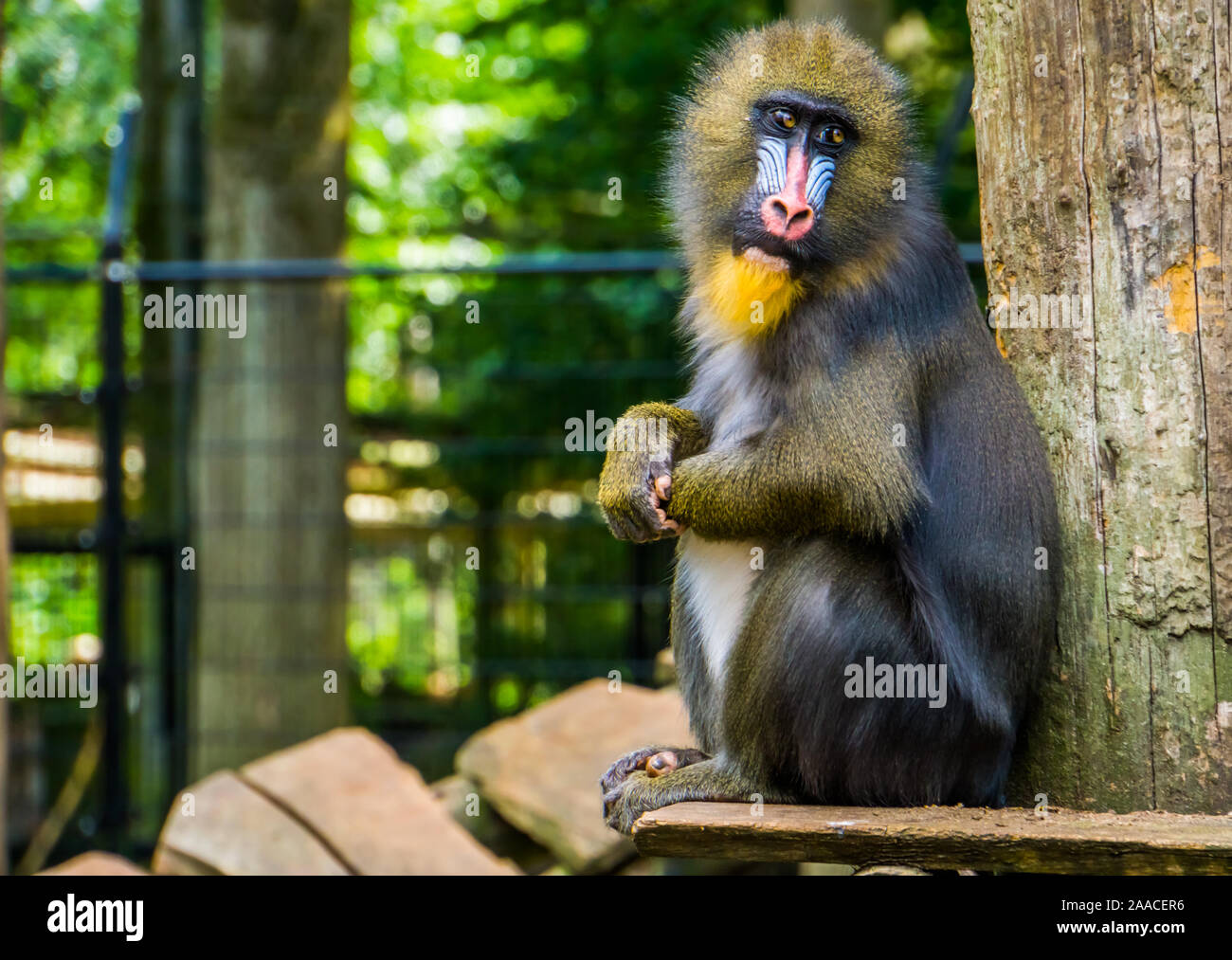 Large mandrill hi-res stock photography and images - Alamy
