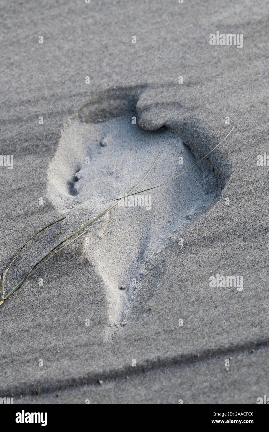 Natural heart-shaped recess in a sand drift in the dunes of the island ...