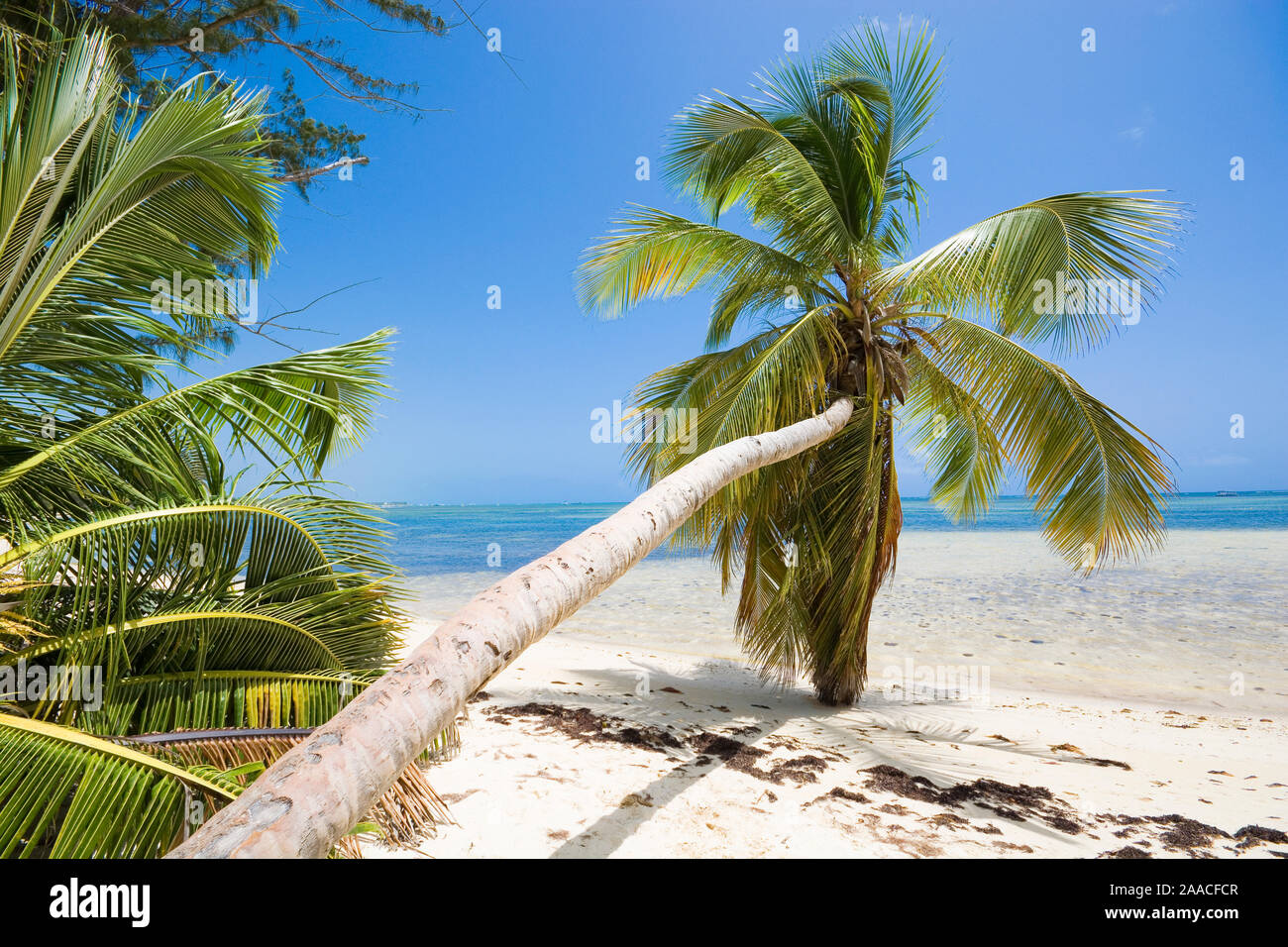 Types Of Palm Trees In Dominican Republic