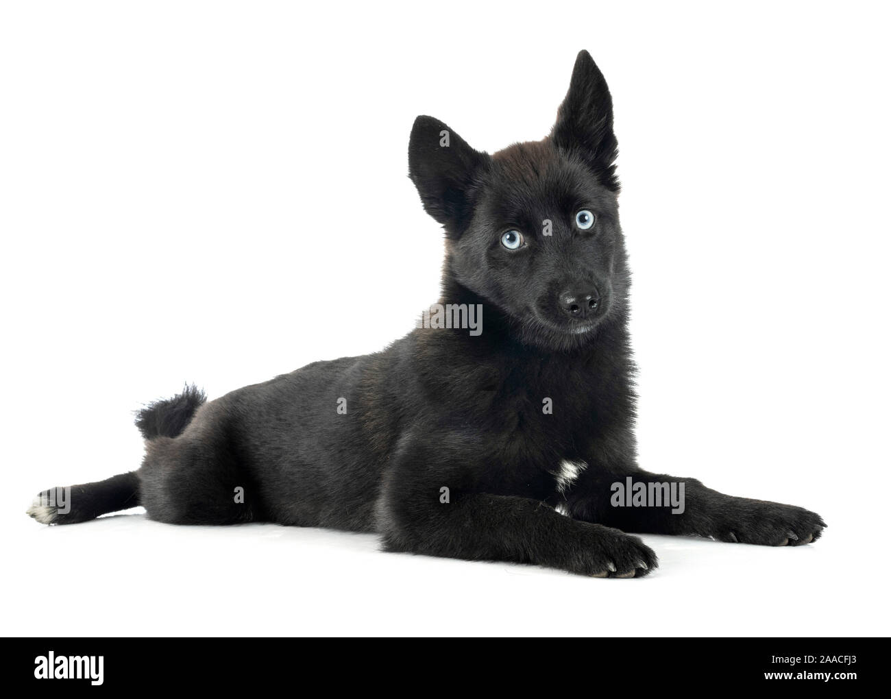 black pomsky in front of white background Stock Photo - Alamy