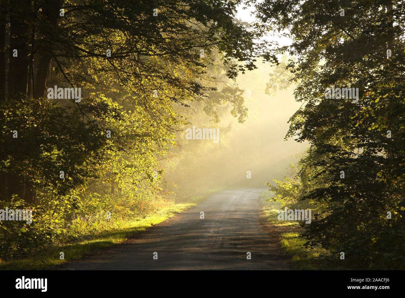 Sunlight entering into the deciduous forest on a misty autumn morning ...