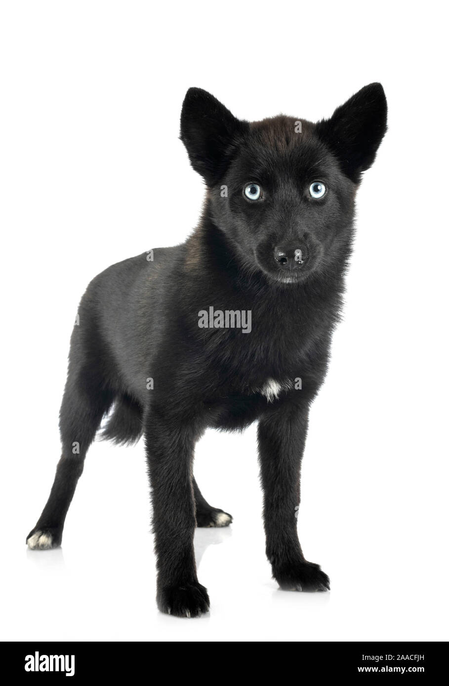 black pomsky in front of white background Stock Photo - Alamy