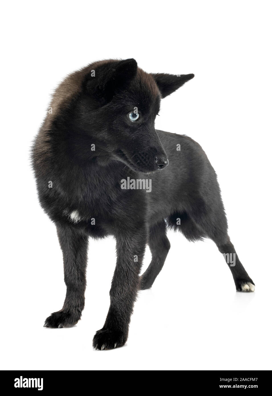 black pomsky in front of white background Stock Photo - Alamy