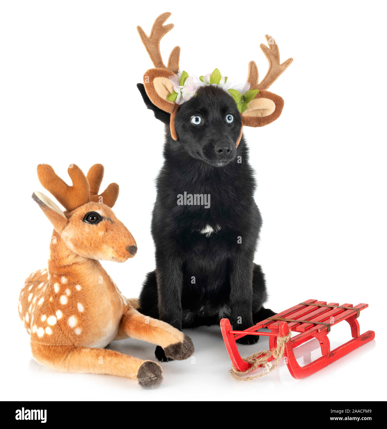 black pomsky in front of white background Stock Photo - Alamy