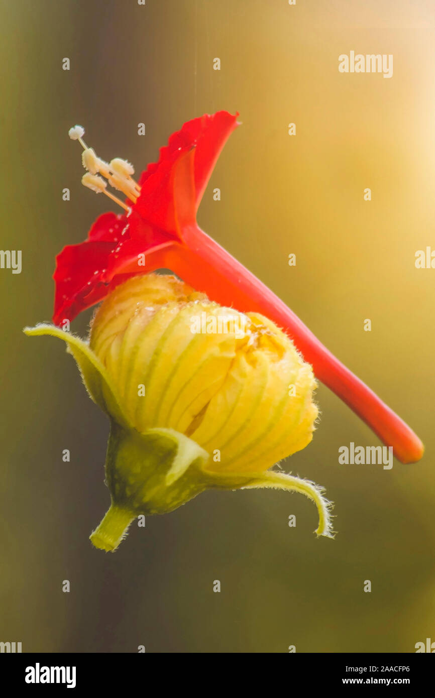 red and yellow (luffa) flower hanging from a thread of spiderweb ...
