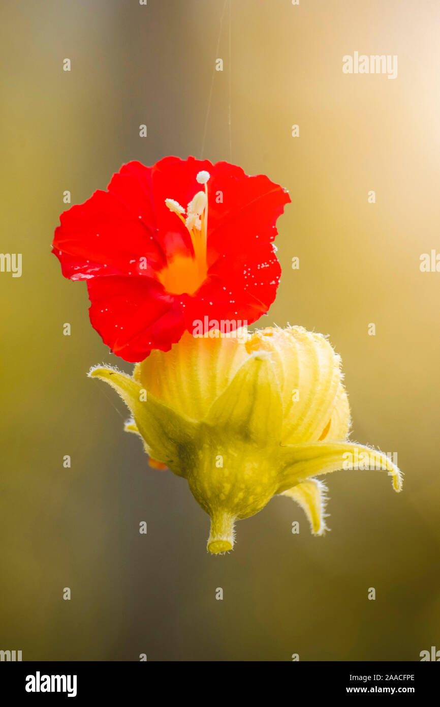 red and yellow (luffa) flower hanging from a thread of spiderweb ...